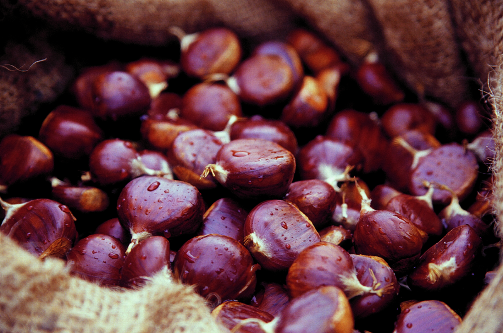 Châtaigneraie de Privas - Sites Remarquables du Goût