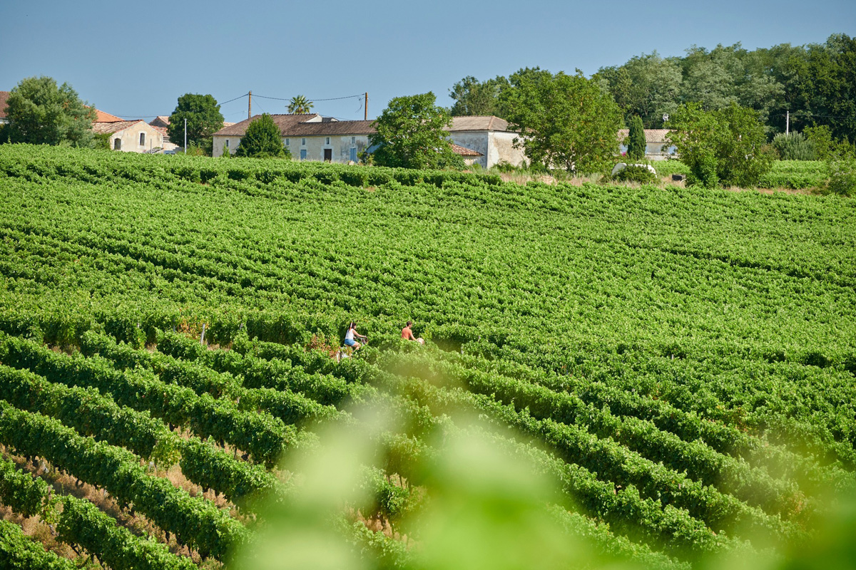 Cognac de Grande Champagne - Sites Remarquables du Goût